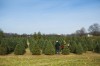 Indiana Christmas Tree Farms