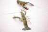 Thanks to Farmers Like RDM Shrimp, Hoosiers Can Enjoy Fresh Seafood