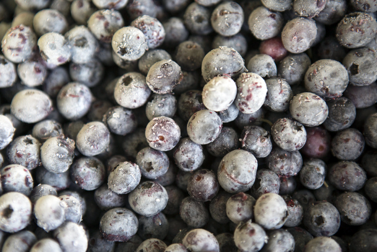 Indiana's U-Pick Blueberry Farms Offer Fruitful Rewards