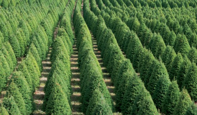 11 Farm Facts About Indiana Christmas Trees - My Indiana Home