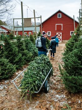 An Indiana Christmas Tree Livens Up Celebrations - My Indiana Home